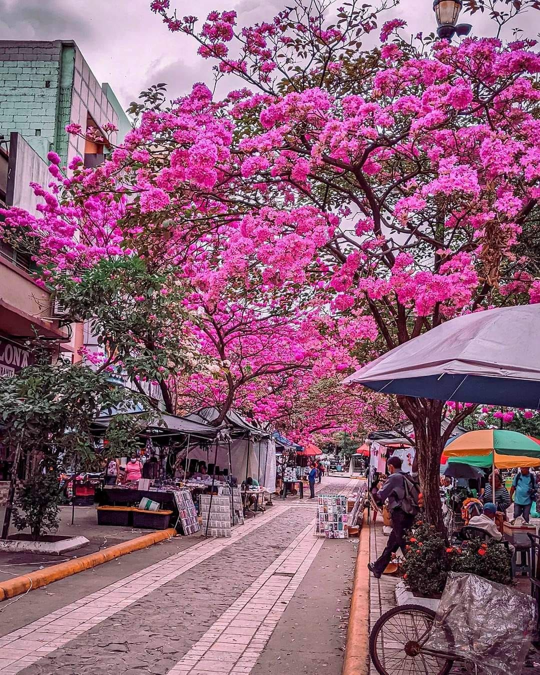 Flores de Macuelizo adornan calles, avenidas y bulevares de SPS ...